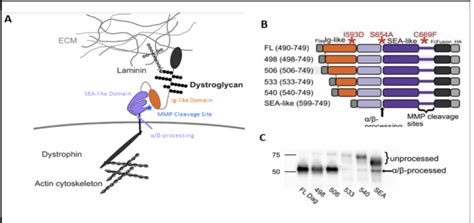 Dystroglycan αβ Processing Requires Both Ig Like And Sealike Domains Download Scientific
