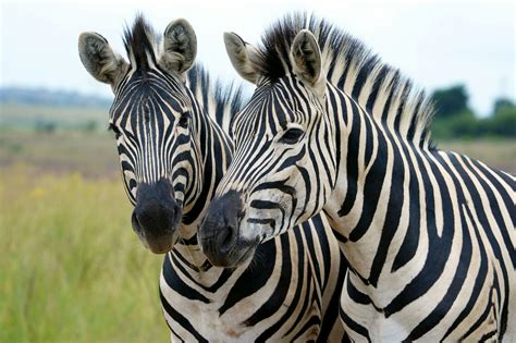 Zijn Zebras Zwart Met Witte Strepen Of Wit Met Zwarte Technopolis