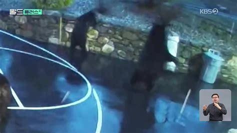 월드 플러스 우리 집 앞마당 쓰레기통 누가 훔쳐갔나 봤더니 ‘기겁 네이버 Tv