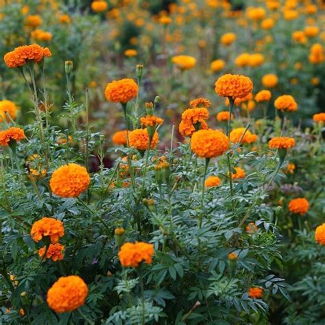 Marigold Flower Plant At ₹ 100piece Flowering Plant In New Delhi