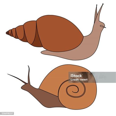 다양한 모양의 윤곽 색상 달팽이의 집합입니다 개체는 배경과 분리되어 있습니다 간단한 만화 벡터 이미지 개성 개념에 대한 스톡 벡터 아트 및 기타 이미지 Istock
