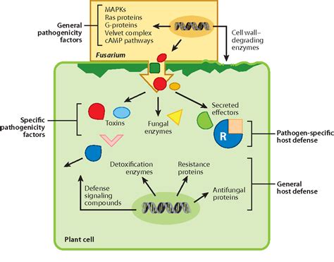 Fusarium Spp An Overview