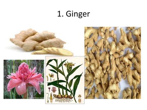 Coomon Medicinal Plants Pptx