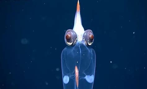 کشف موجودی عجیب با چشمان شیطانی در دریاعکس