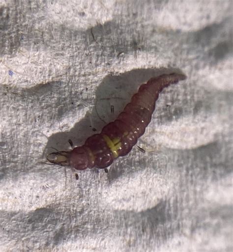 Can You Help Me To Identify This Larvae Rspecies