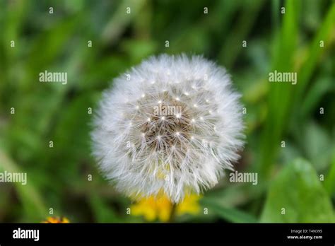 Fluffy Seedheads Hi Res Stock Photography And Images Alamy