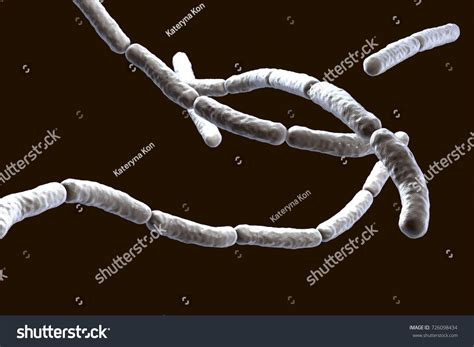 Non Pathogenic Bacteria