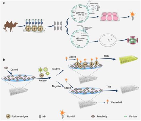 Enzymelinked Immunosorbent Assay Definition Uses
