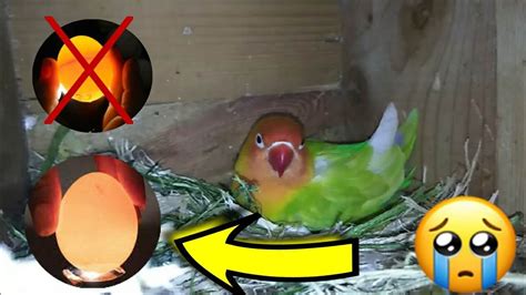 Ito Ang Dahilan Kung Bakit Hnd Ma Fertile Ang Itlog Ng Ibon Mo Youtube