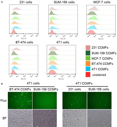 Biomimetic Nanoparticles Camouflaged In Cancer Cell Membranes And Their Applications In Cancer