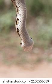 Inferior Constrictor Photos And Images Pictures Shutterstock