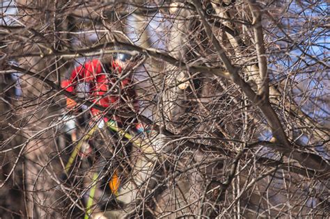 전기톱으로 나뭇가지를 자르는 수목 재배자 나무 외과의 균일한 등반과 높은 곳에서 작업하는 벌목꾼 나무꾼 나무 가지치기 및 톱질 과정 가지치기에 대한 스톡 사진 및 기타