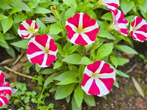 Red And White Bicolor Common Petunia Petunia Hybrida Blooming In The