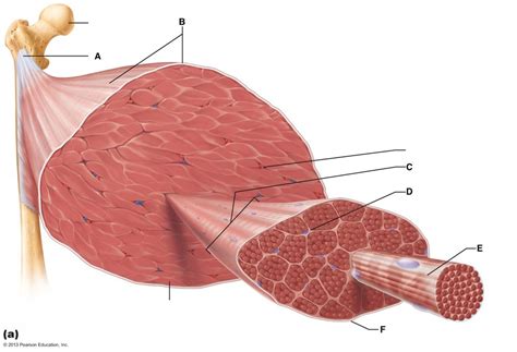 Bio 163 Anatomy Of A Skeletal Muscle Diagram Quizlet
