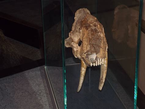 Smilodon Populator Skull