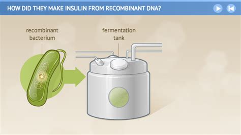 How Did They Make Insulin From Recombinant DNA