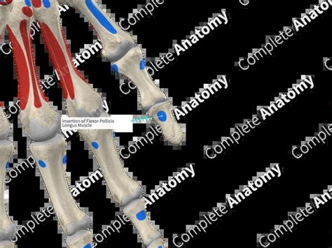 Flexor Pollicis Longus Muscle Origin Insertion Abductor Pollicis