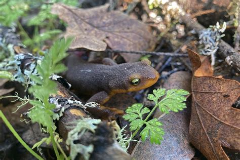 Using Tech To Break Bottlenecks In Wildlife Monitoring Uc Research