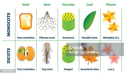 Monocot Seed Cross Section