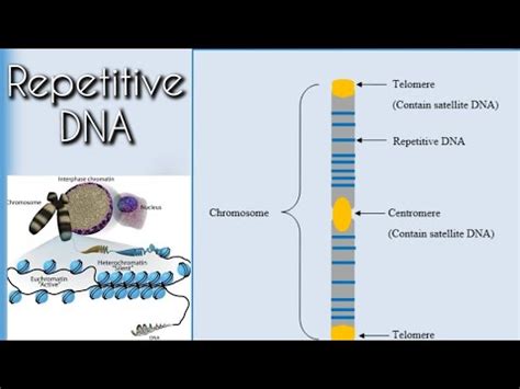 Repetitive DNA YouTube