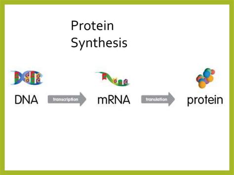 Protein Synthesis Pptpptx Programming Languages Computing
