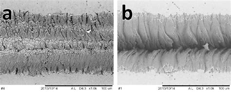 D Scan Traces Sem Micrographs At The χ Position For A N 2 059 B