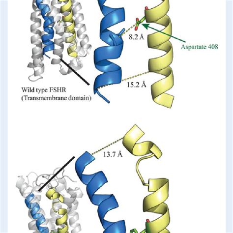 Modeling Of The Fshr Mutation The Raptorx Protein Structure And Download Scientific Diagram