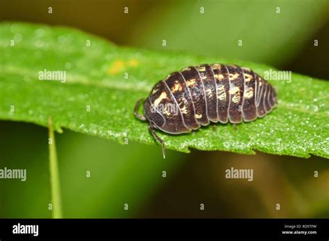 A Dark Purple Colored Sow Bug With Unusual White Markings Sits On A Plant Leaf While Out