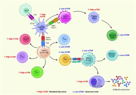 The Mtor Signaling Is Crucial For Modulating The Key Immune Responses Download Scientific