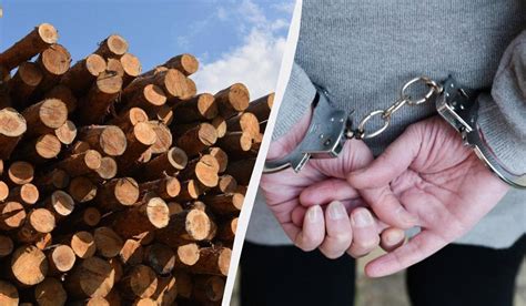 Нардепи з Рівненщини проголосували щоб за дрова без документів можна було садити й штрафувати