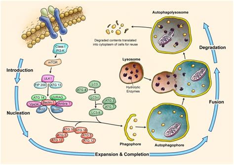 Cellular Commitment In The Developing Cerebellum Pmc
