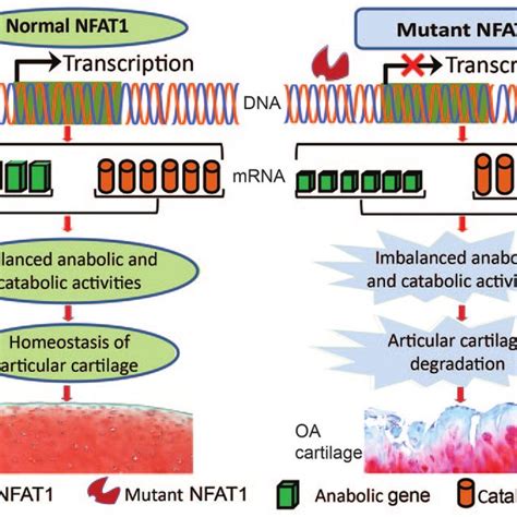 Batf Basic Leucine Zipper Transcription Factor Atf Like Regulates