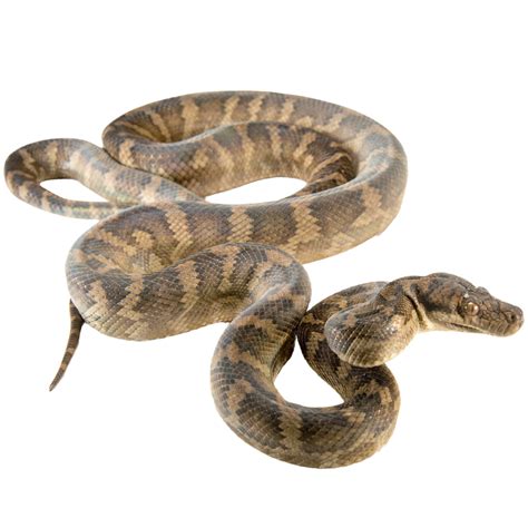 Halmahera Python Reptichip Llc