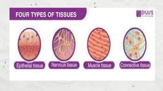 Plant Vs Animal Tissue Pptx Pptx