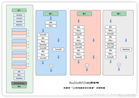 深度学习基础 Cnn经典网络之resnet50v2网络的讲解，resnet50v2的复现pytorch以及用复现的resnet50做鸟类