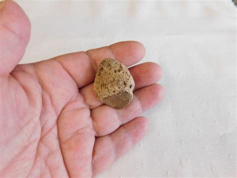 Florida Turtle Claw Fossil Fossils And Artifacts For Sale Paleo