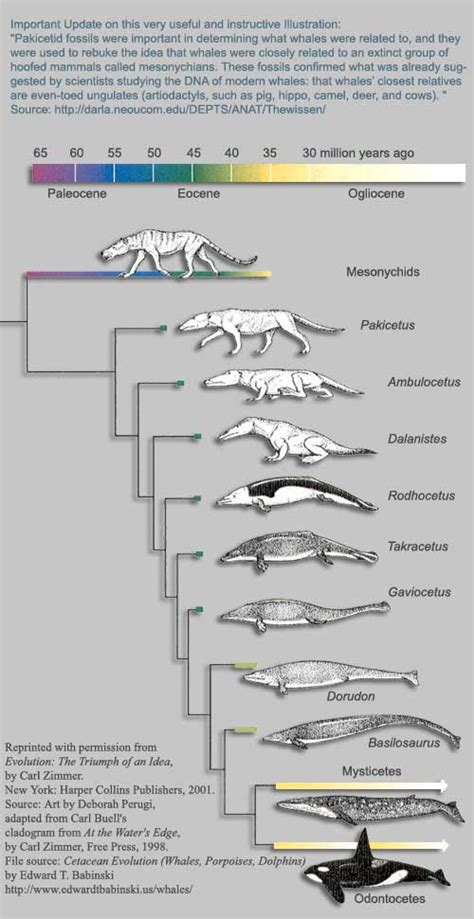 Cetacean Evolution Whale Evolution Introduction To The Evolution Of