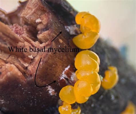 Dacrymyces Palmatus Orange Jelly Group Spores Mycoanatomical
