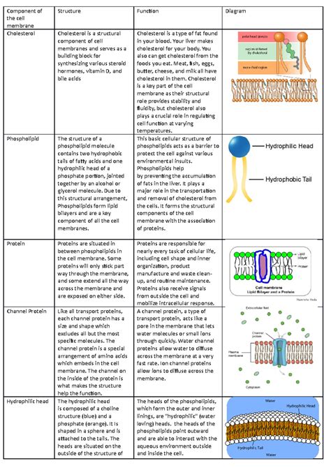 Cell Membrane Components Structure And Function Table Component Of