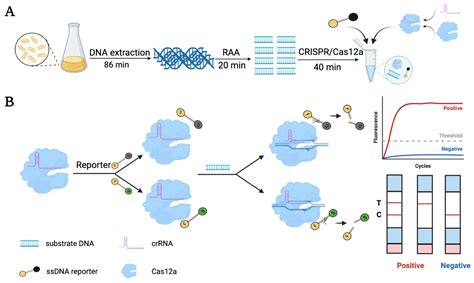 Ultrasensitive And Rapid Visual Detection Of Escherichia Coli O157h7 Based On Raa Crisprcas12a