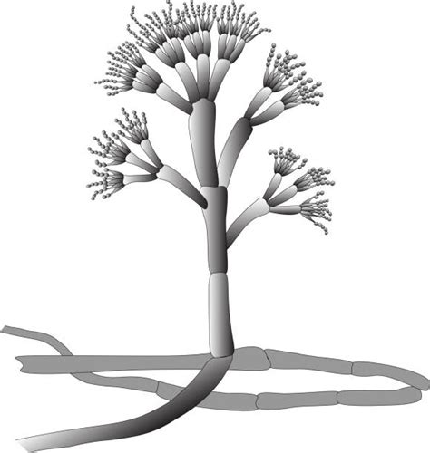 90 Penicillin Background Stock Illustrations Royalty Free Vector