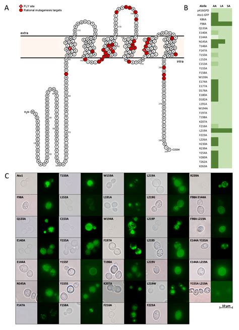 screening of s cerevisiae ato1 mutants obtained by site directed