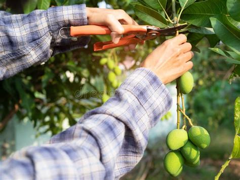 Mango Tree Farmar Holding Mangos Green Growth Tree For Harvest Crop In