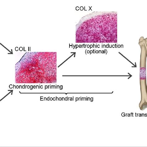 Schematic Illustration Of Eco Based Strategies For Large Bone Defect