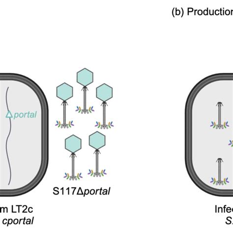 Engineering Strategy To Produce Tailocin Particles From Phage S117 A