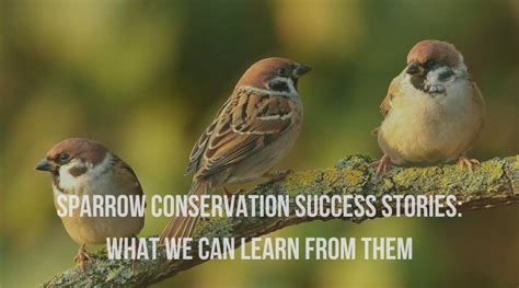 Sparrow Conservation Success Stories What We Can Learn From Them