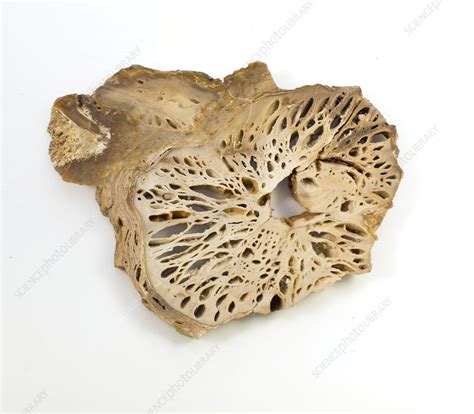 Fossil Cypress Tree Trunk Section Stock Image C022 4936 Science Photo Library