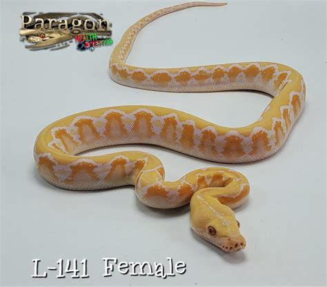 Reticulated Python Albino Classic White Morph Guide