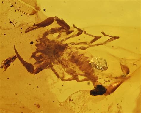 Rare Complete Scorpion Fossil Inclusion In Burmese Amber Etsy Rare Complete Scorpion Fossil Inclusion In Burmese Amber Etsy