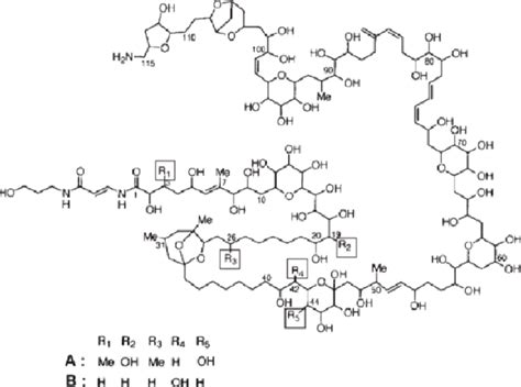 The Structure Of Palytoxin A From Soft Coral Species And